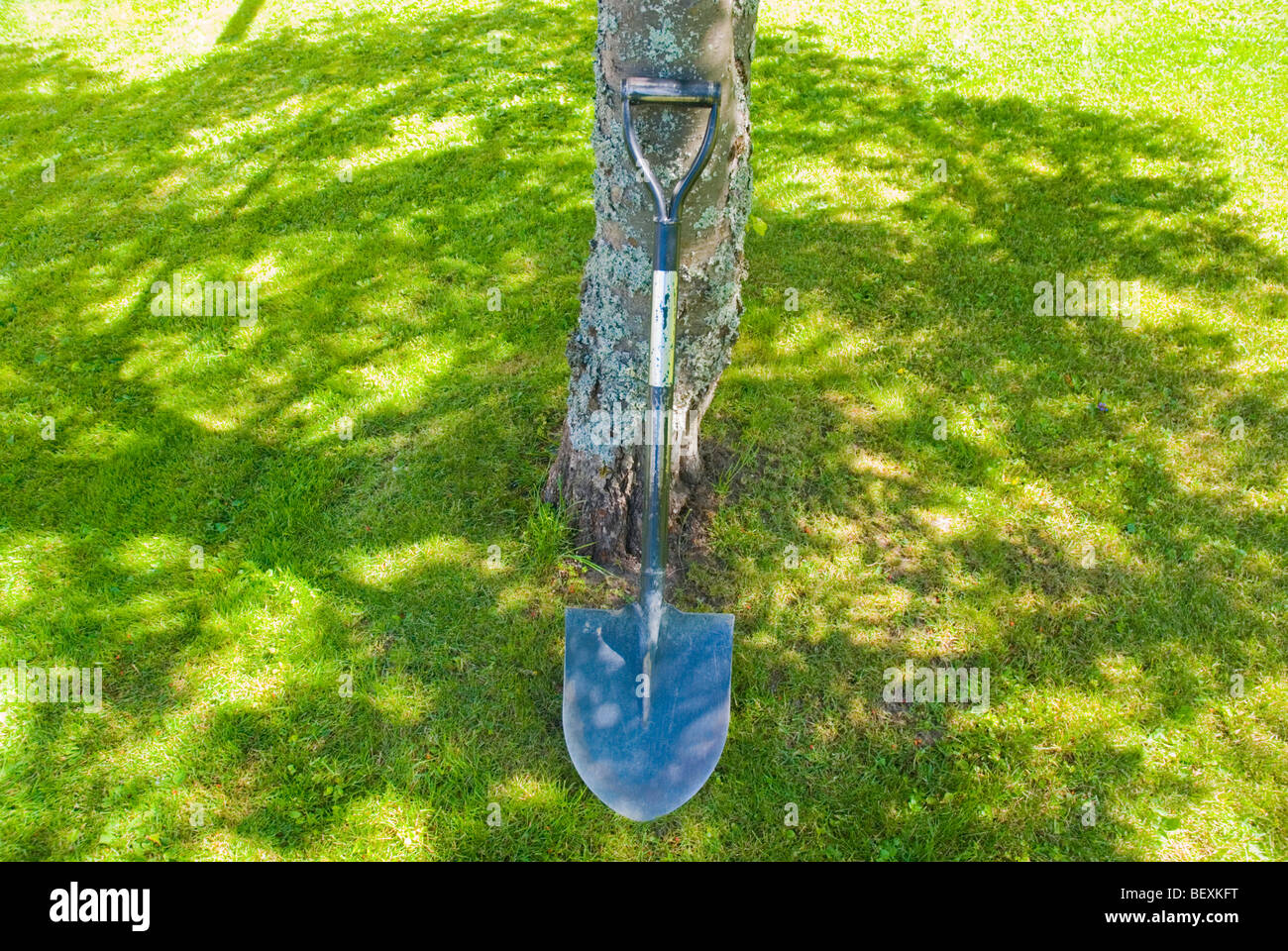 Shovel against a tree Stock Photo - Alamy
