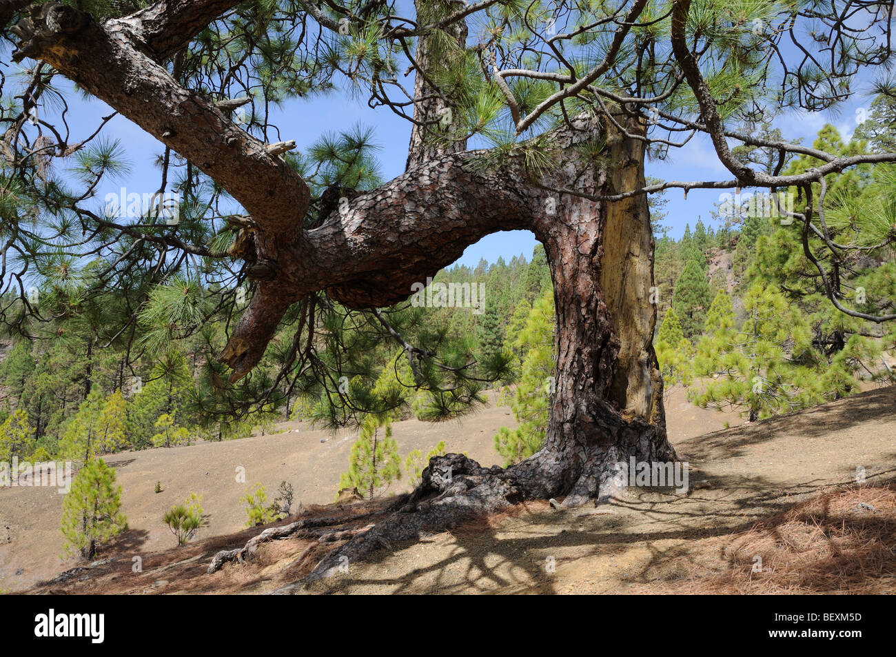 Strange Nature Images