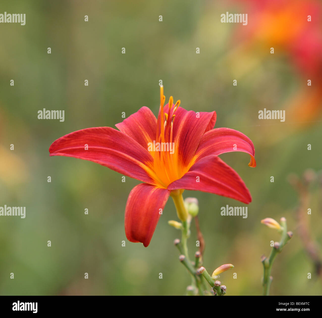 Hemerocallis, day lily flower Stock Photo - Alamy