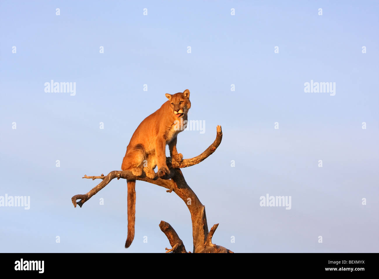 Cougar, puma, mountain lion Stock Photo - Alamy