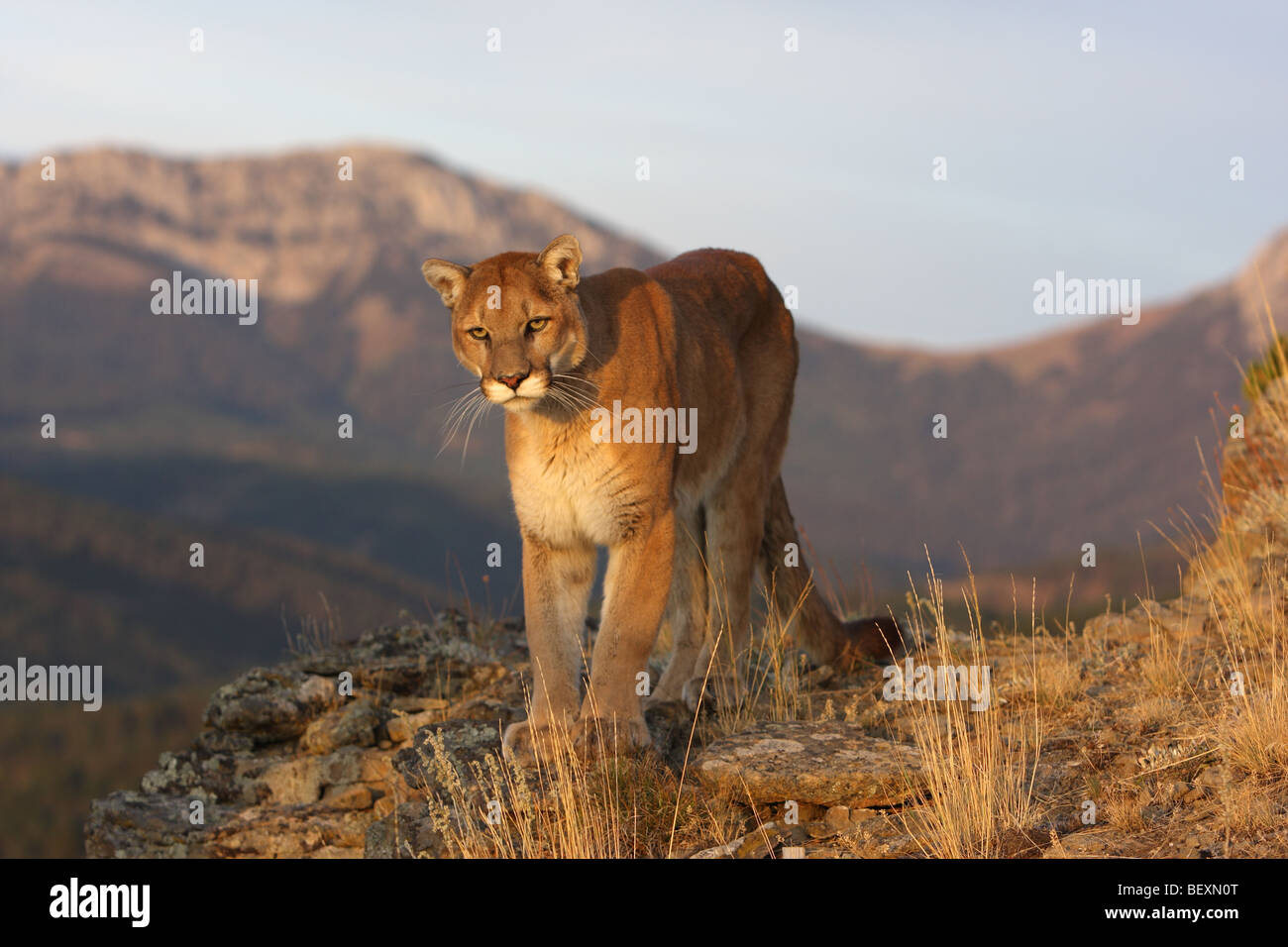 Cougar, puma, mountain lion Stock Photo - Alamy