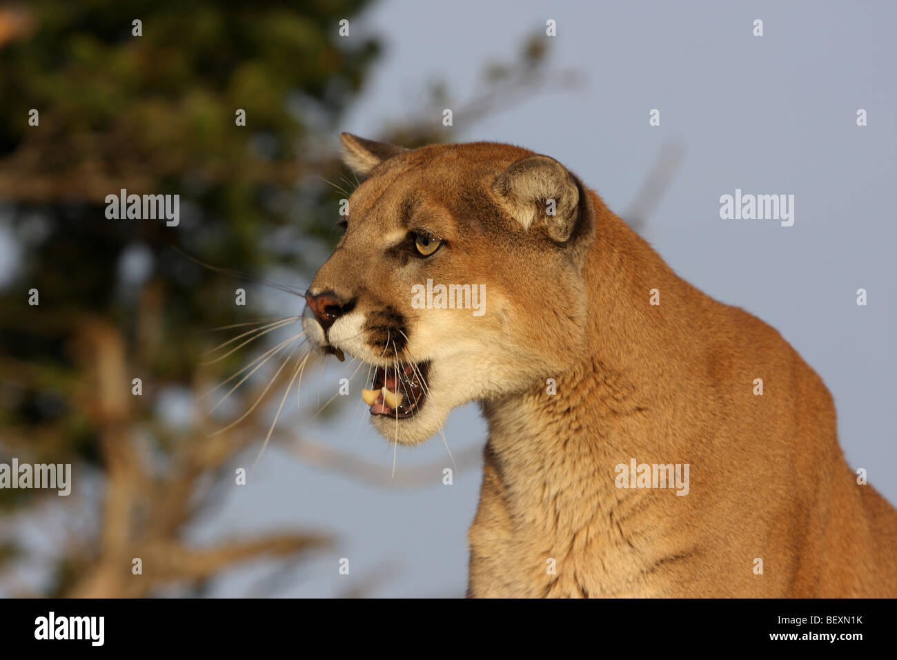 Snarling cougar hi-res stock photography and images - Alamy