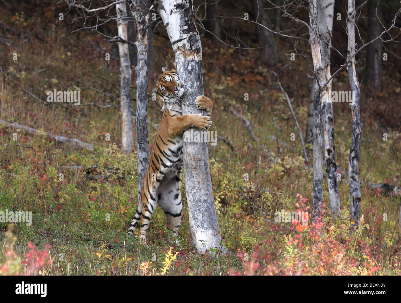 Tiger scent marking tree Stock Photo - Alamy