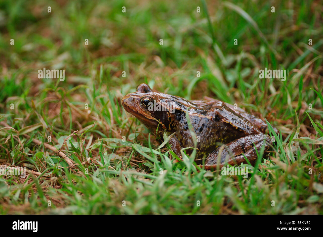 Common Toad, close up in grass, detailed Stock Photo - Alamy