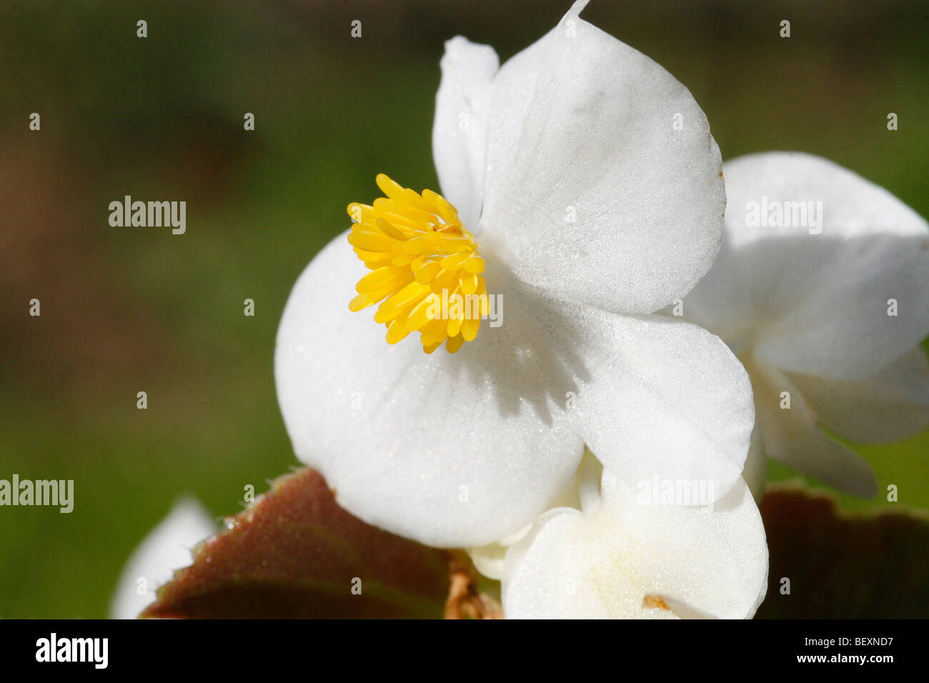Begonia semperflorens hi-res stock photography and images - Alamy