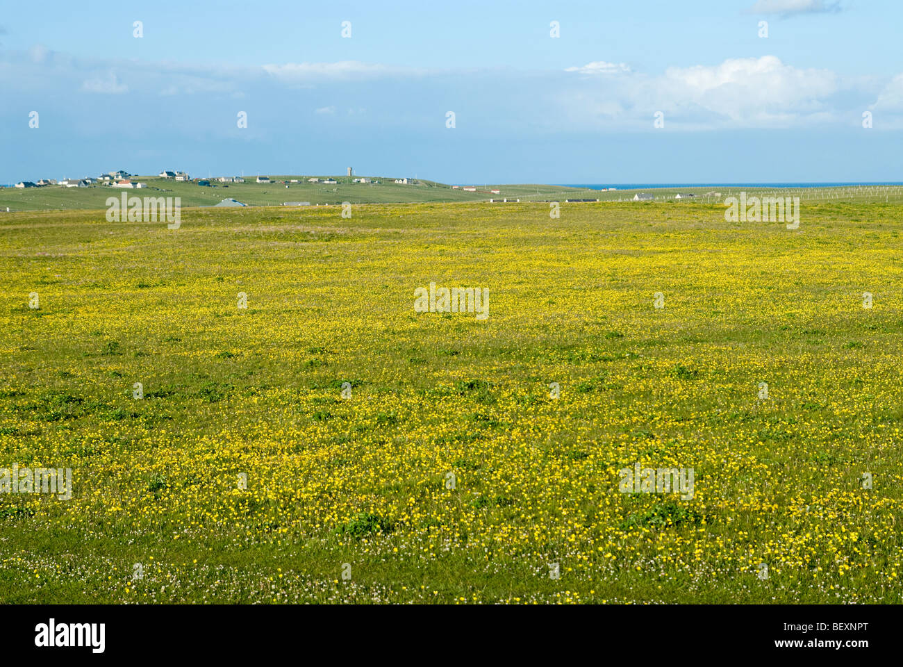 Machair land with flowers near Port of Ness, Isle of Lewis, Scotland ...
