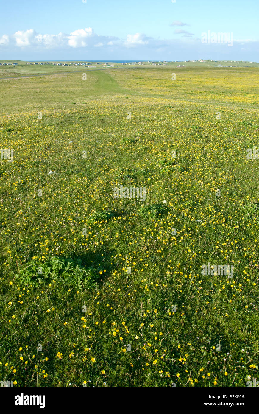 Machair land with flowers near Port of Ness, Isle of Lewis, Scotland ...