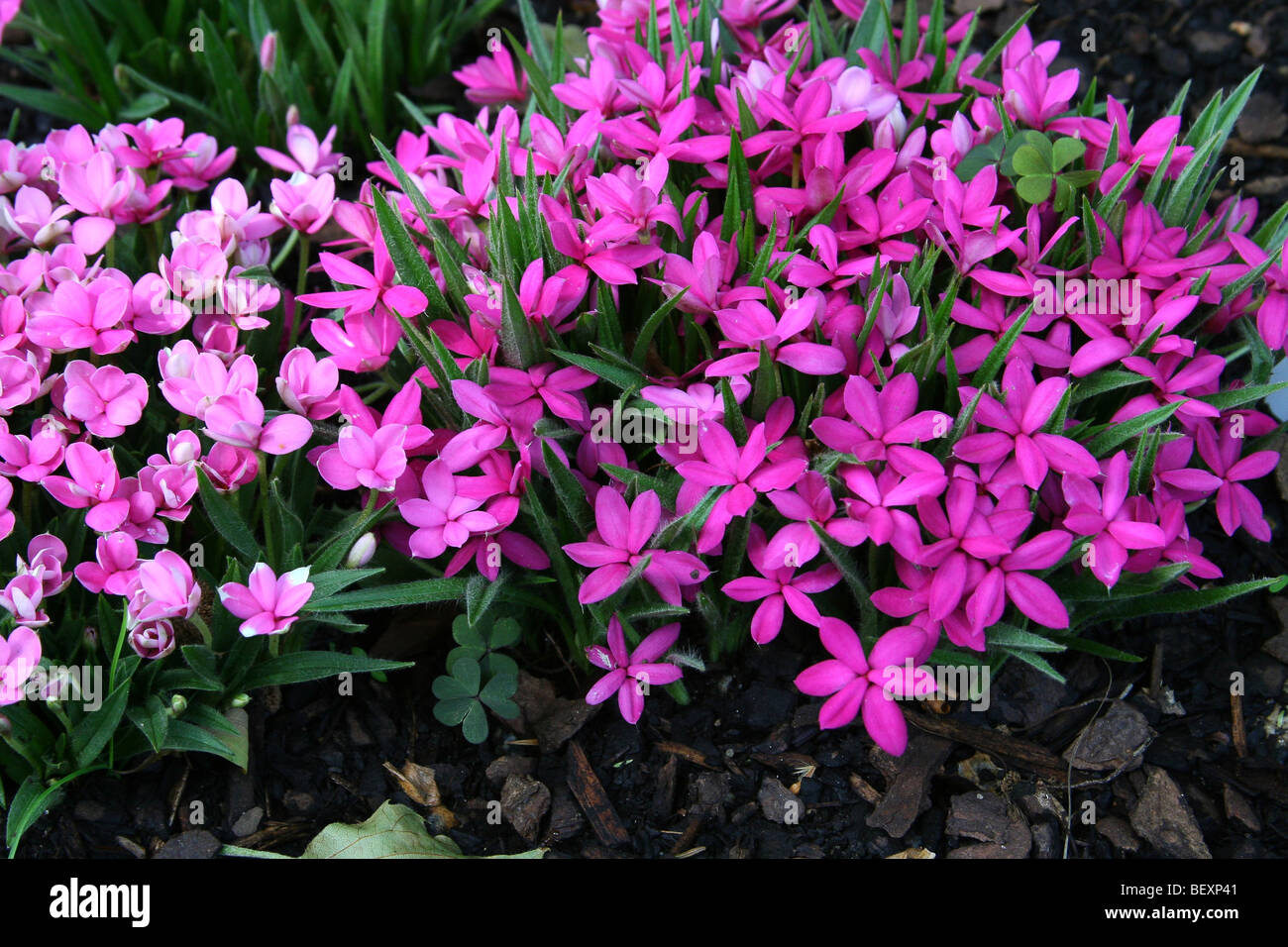 Rhodohypoxis baurii hi-res stock photography and images - Alamy