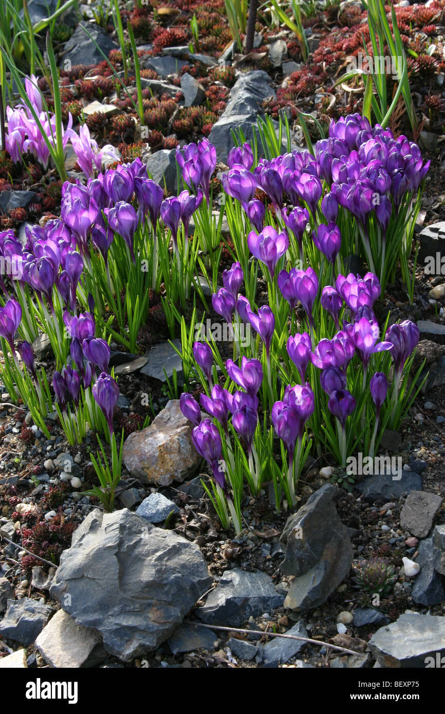 Tricolor crocus hi-res stock photography and images - Alamy