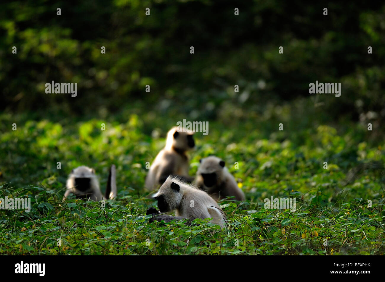 Troop of monkeys hi-res stock photography and images - Alamy