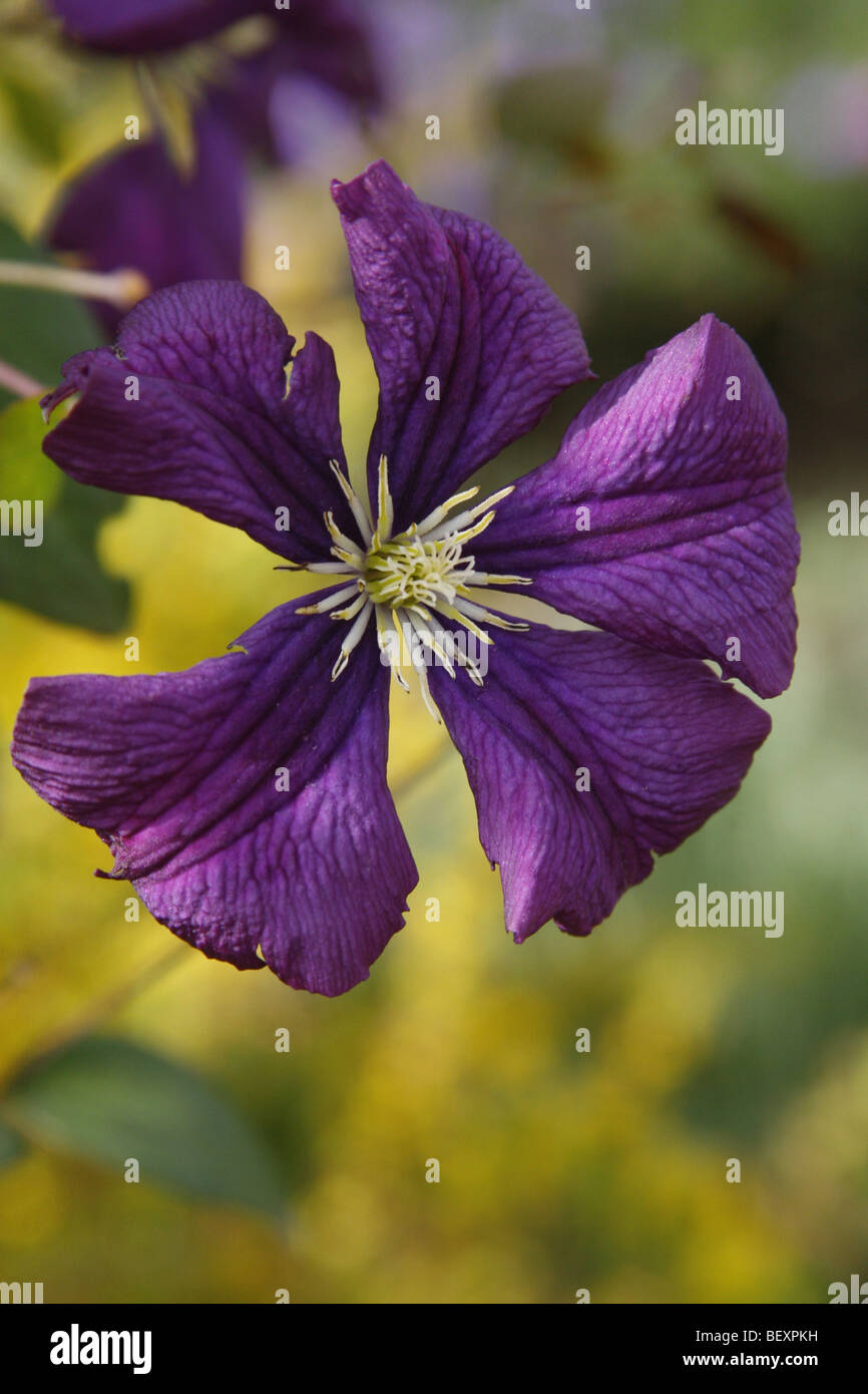 Etoile violette hi-res stock photography and images - Alamy