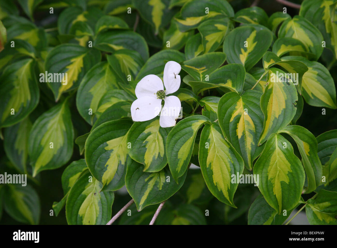 Cornus kousa gold star hi-res stock photography and images - Alamy