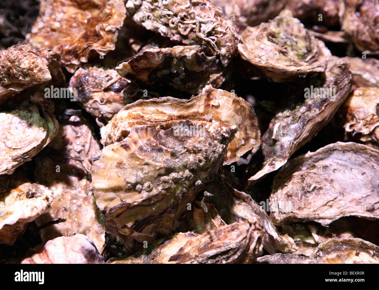 Oysters shell hi-res stock photography and images - Alamy