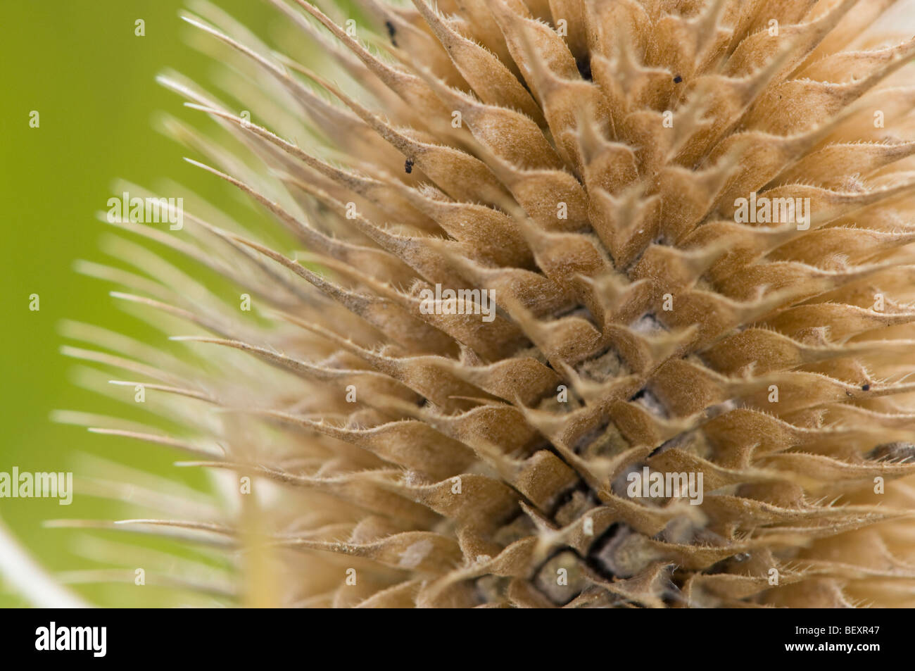 Thistle head hi-res stock photography and images - Alamy