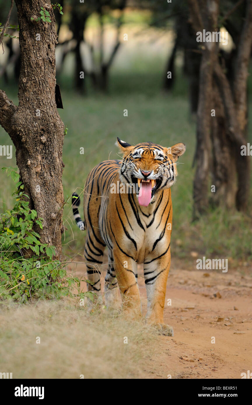 Bengal tiger displaying flehmen behavior in the jungles of Ranthambore ...