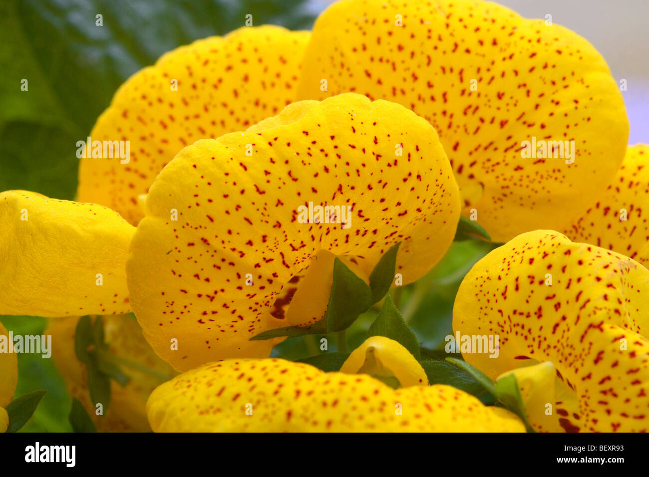 Calceolaria herbeohybrida hi-res stock photography and images - Alamy