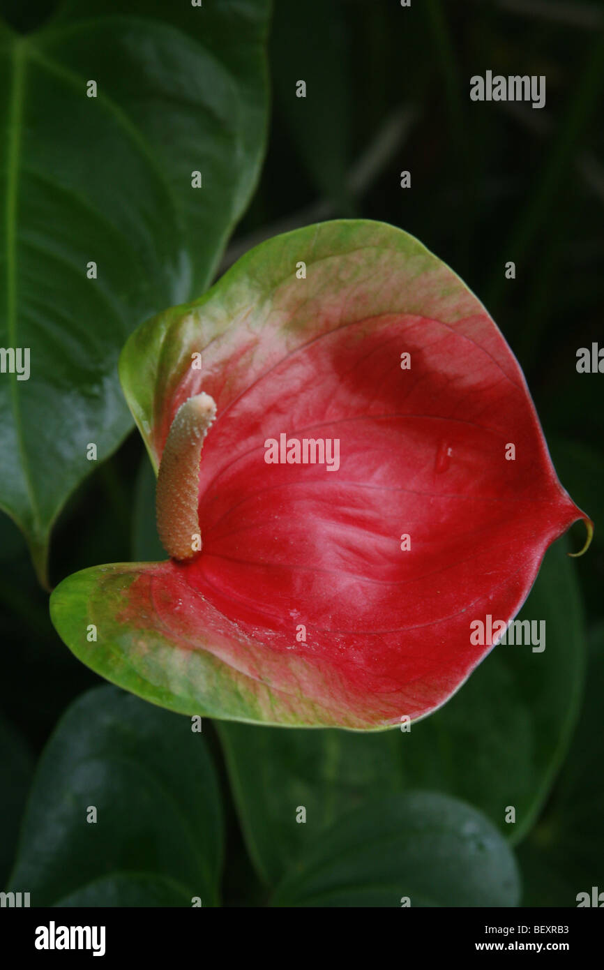 Andreanum hi-res stock photography and images - Alamy