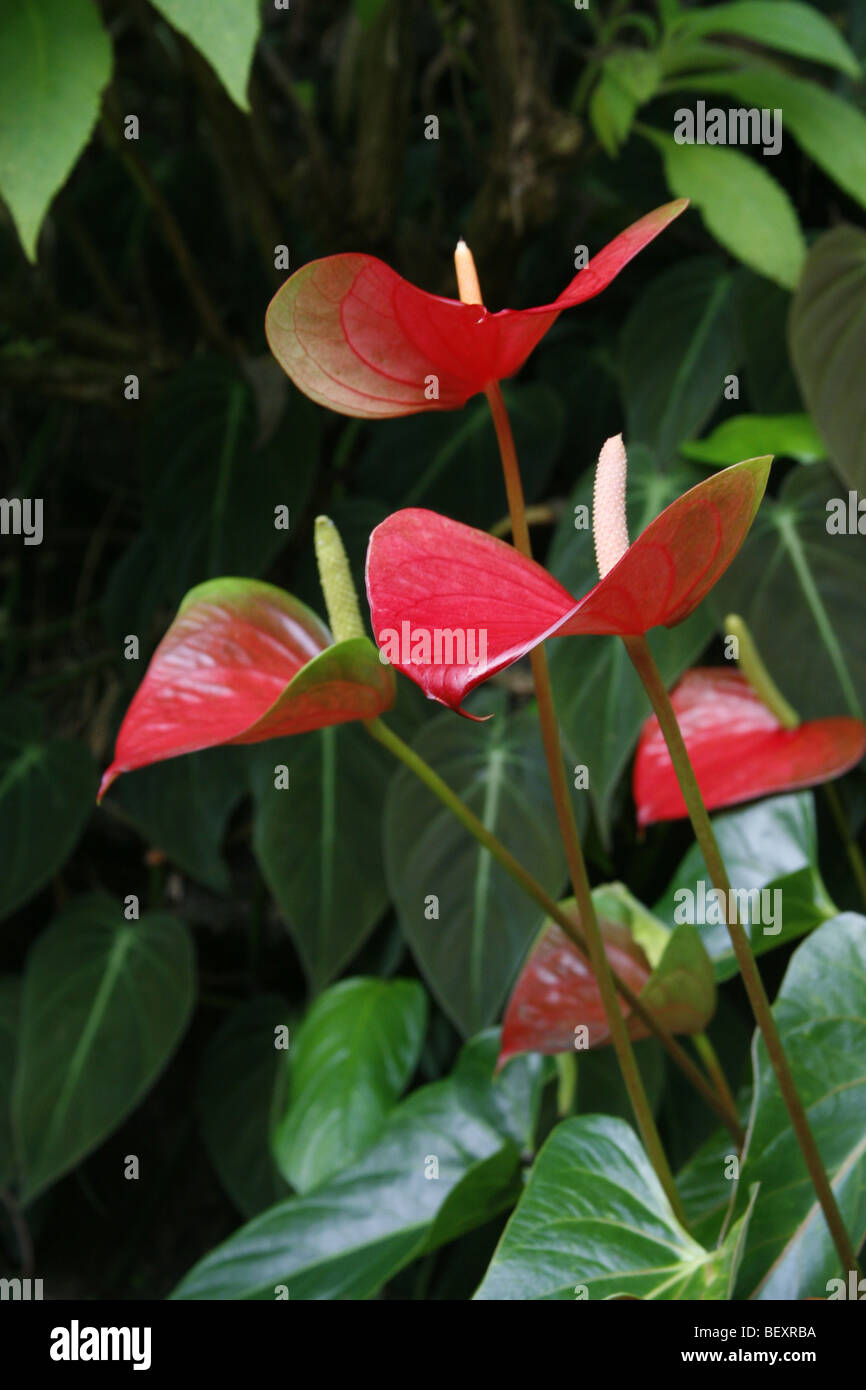 Andreanum hi-res stock photography and images - Alamy