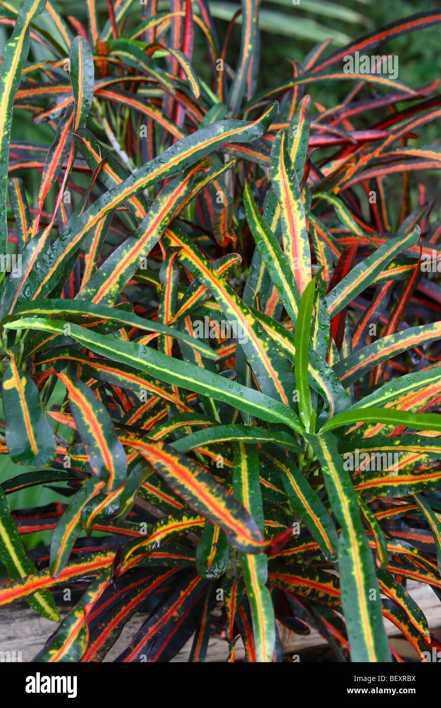 Variegatum codiaeum hi-res stock photography and images - Alamy