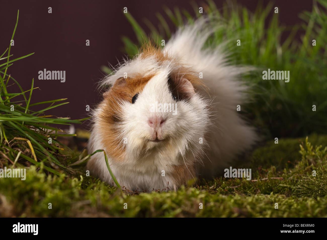 a guinea pig sitting on moss, studio Stock Photo - Alamy