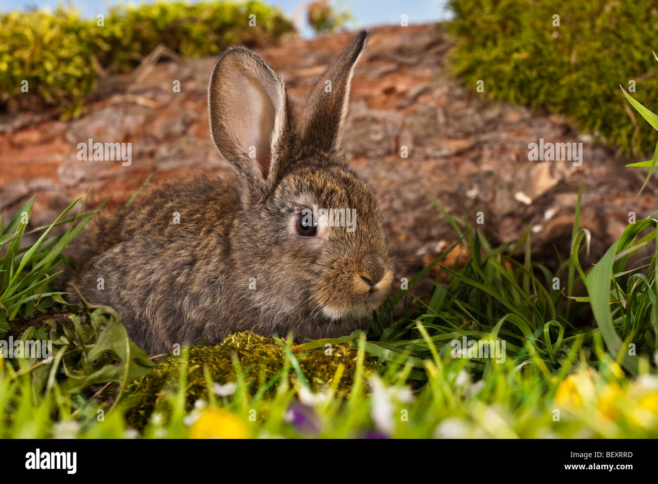 Rabbit tree trunk hi-res stock photography and images - Alamy