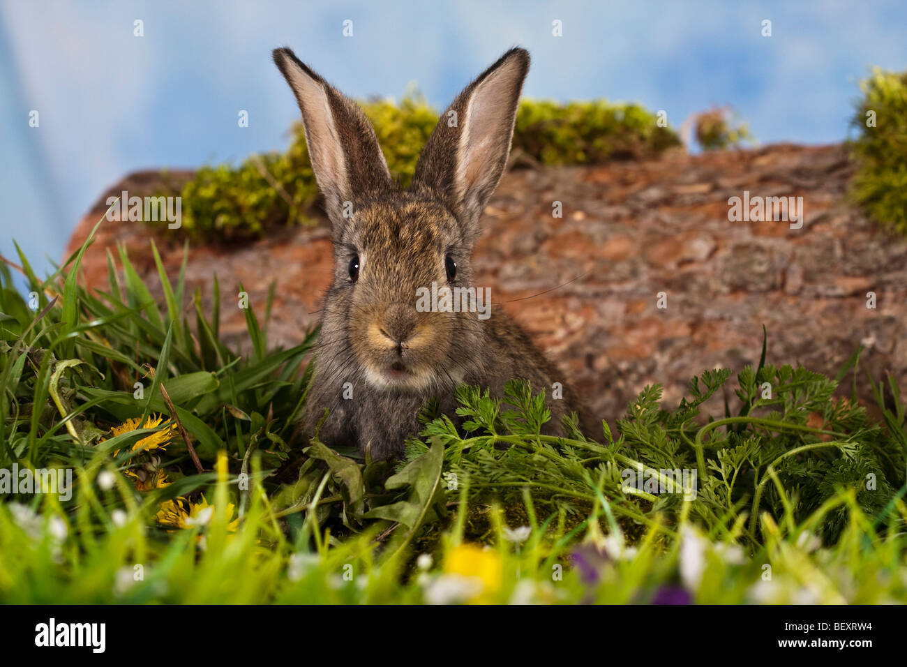 Rabbit tree trunk hi-res stock photography and images - Alamy