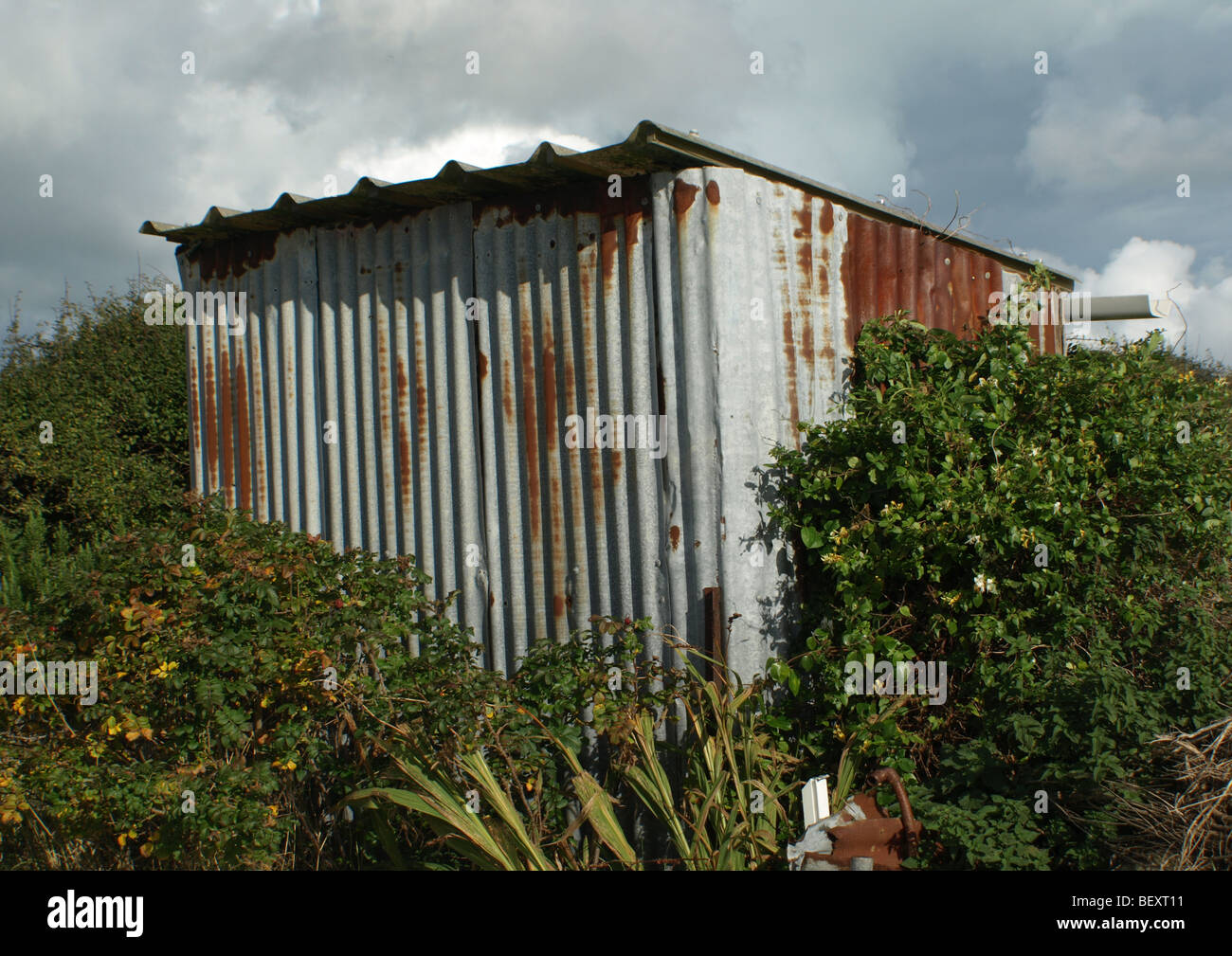 Corrugated iron shed, rusty, Allotment amongst shrubbery Stock Photo ...