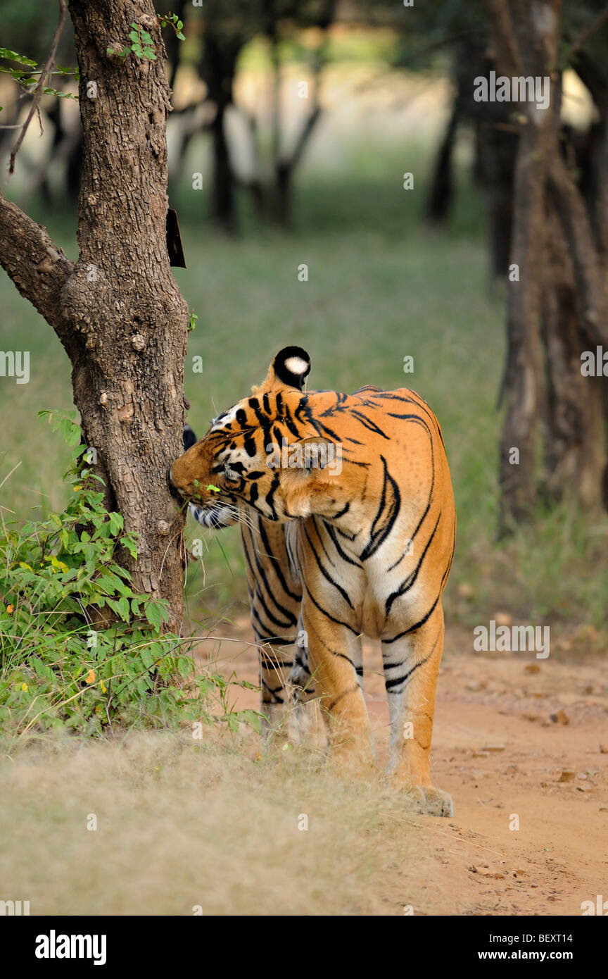 Bengal tiger displaying flehmen behavior in the jungles of Ranthambore ...