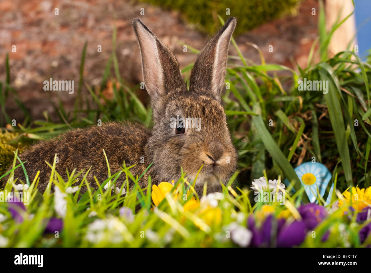 brown dwarf rabbit sitting on flower meadow, studio Stock Photo - Alamy