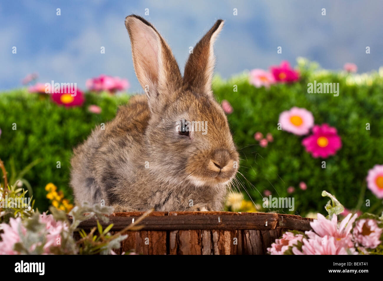dwarf rabbit sitting on wooden podest between flowers Stock Photo - Alamy