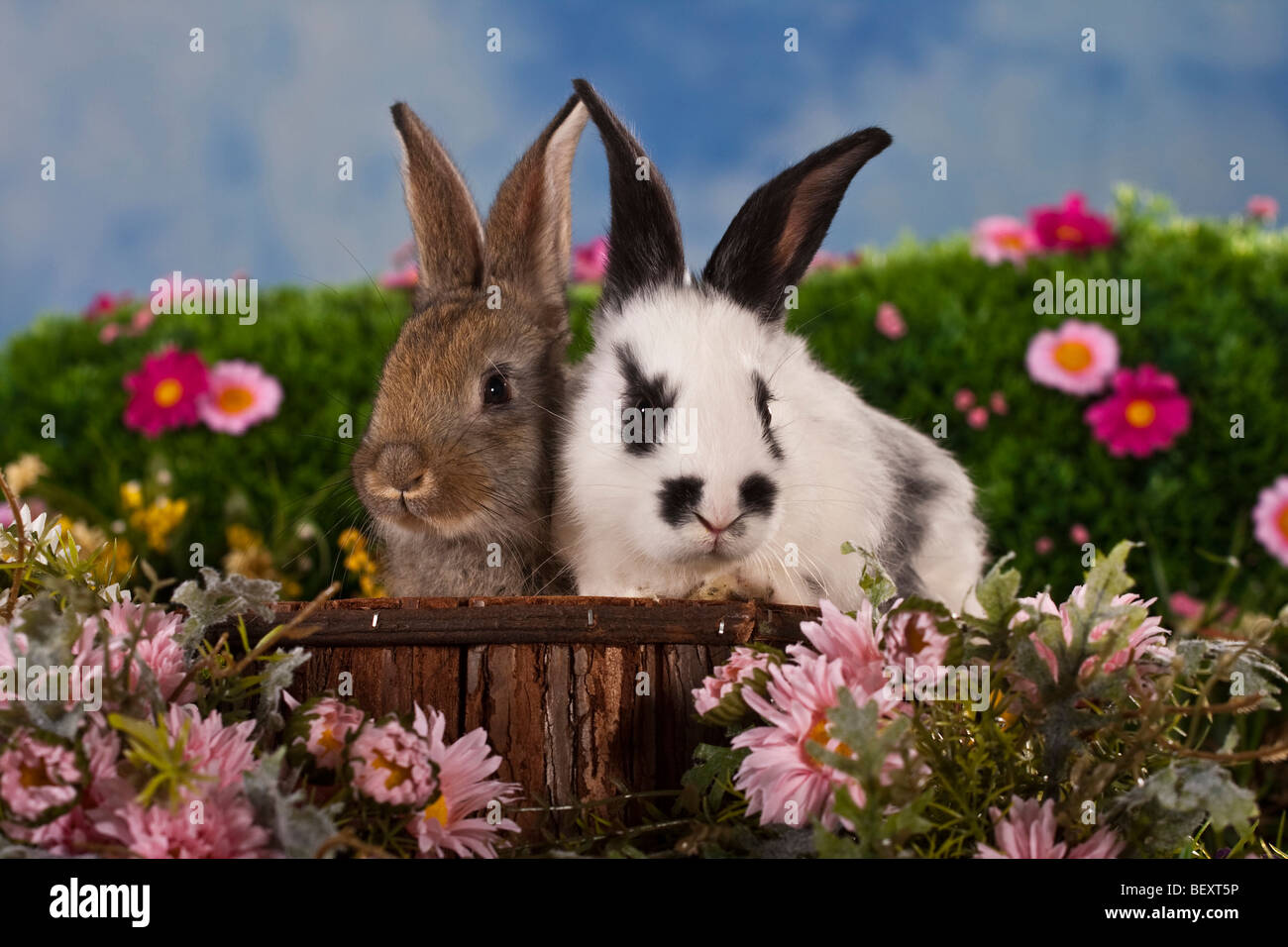 Dwarf rabbits studio hi-res stock photography and images - Alamy