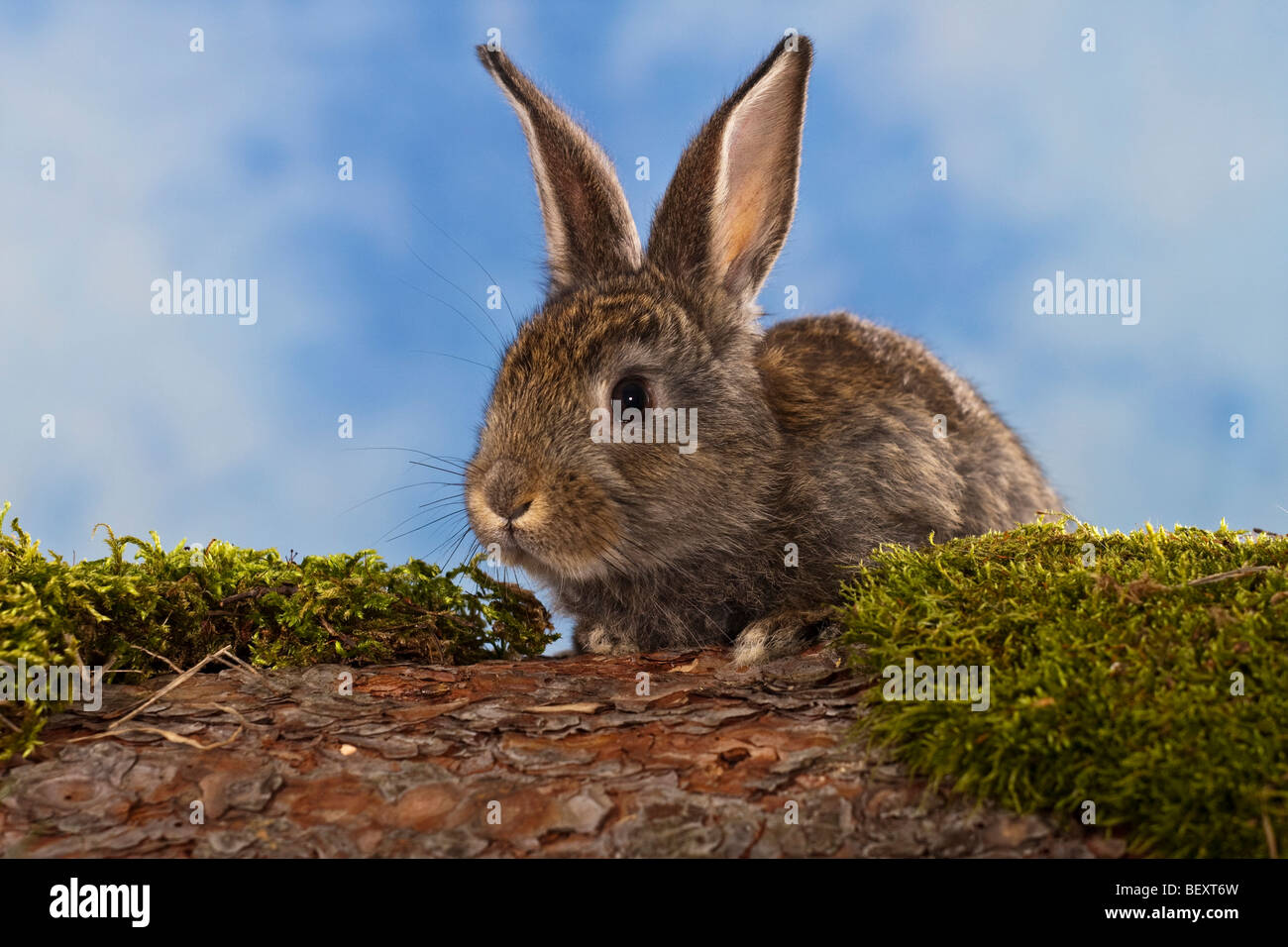 Rabbit tree trunk hi-res stock photography and images - Alamy