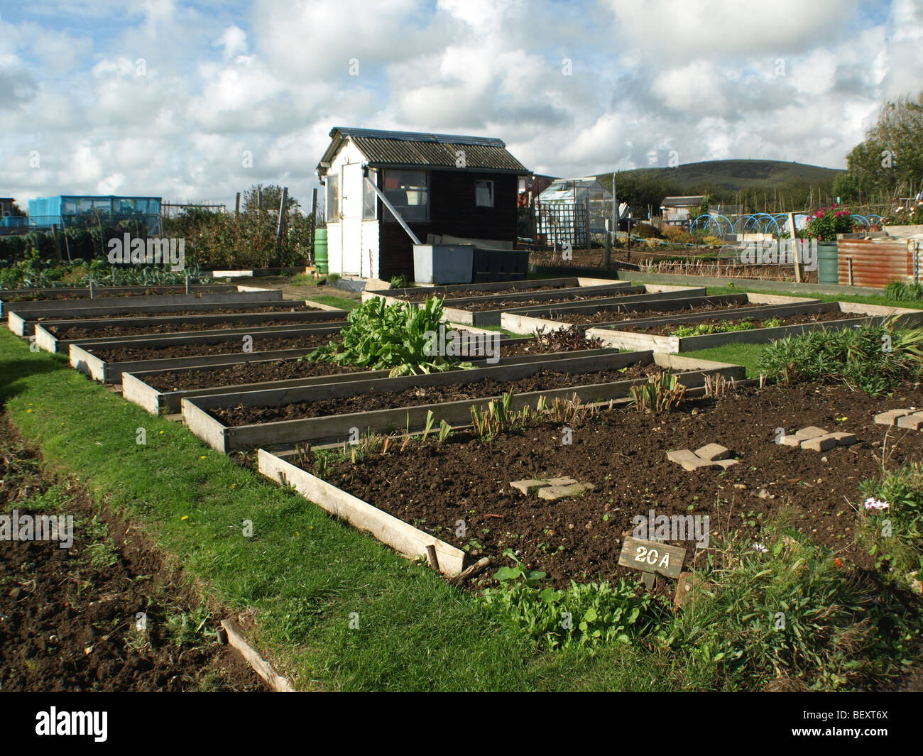 Allotment in England, with raised beds and wooden sheds in background ...