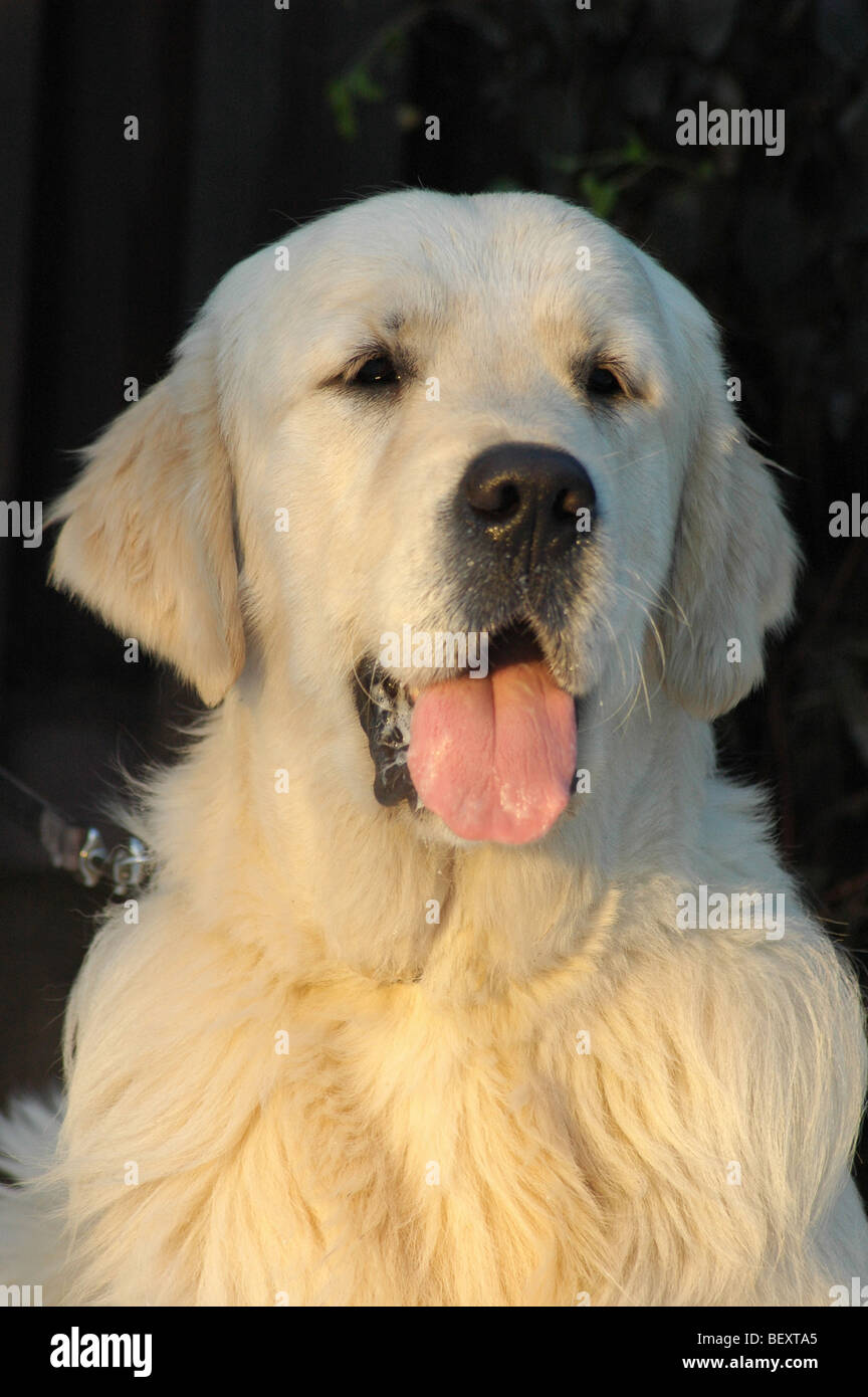 Golden retriever dog dogs hi-res stock photography and images - Alamy