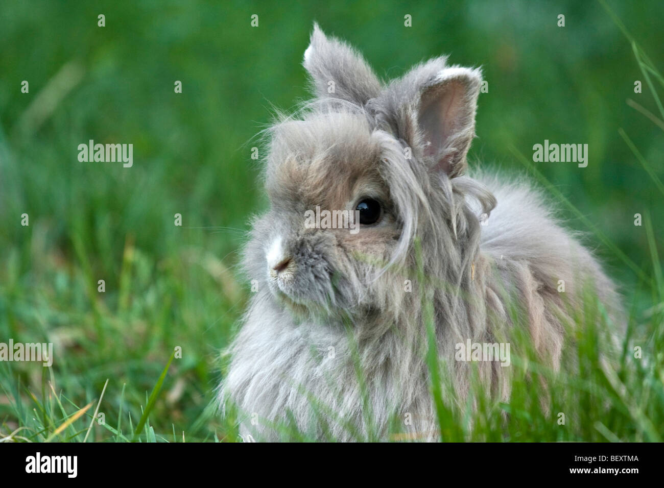 gray dwarf rabbit is sitting in grass Stock Photo - Alamy