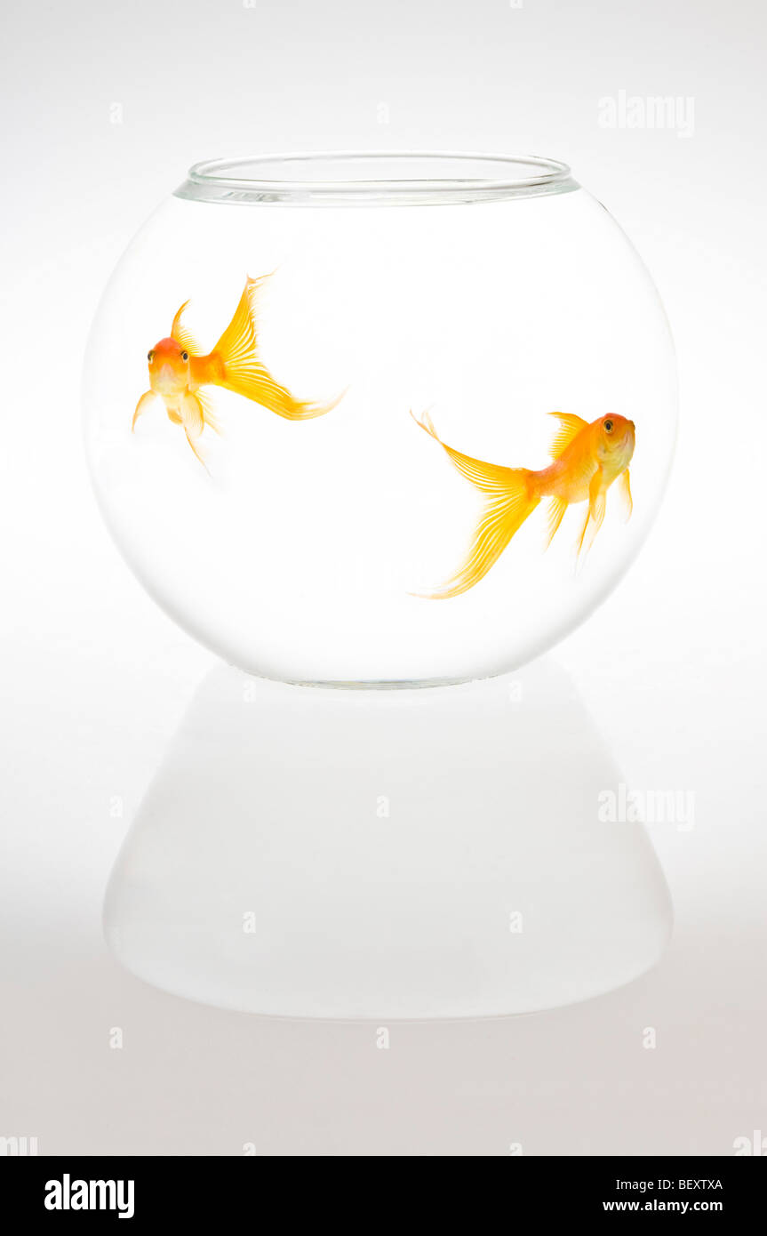 Two goldfish hi-res stock photography and images - Alamy