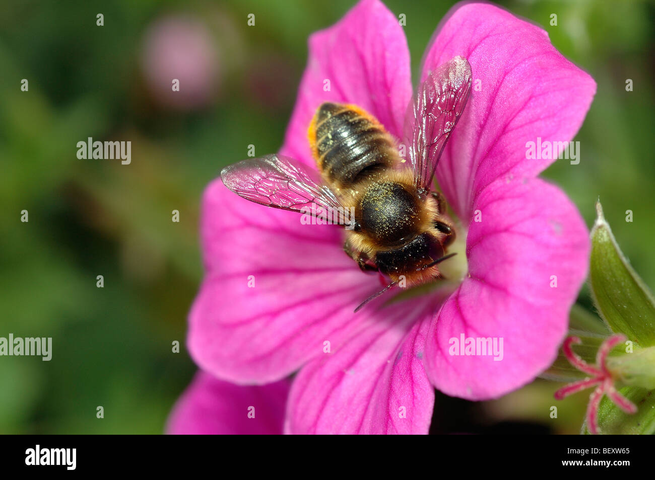 Large garden leafcutter bee female (Megachile willughbiella ...