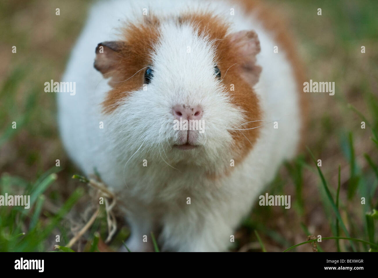 guinea pig looking directly into camera Stock Photo - Alamy