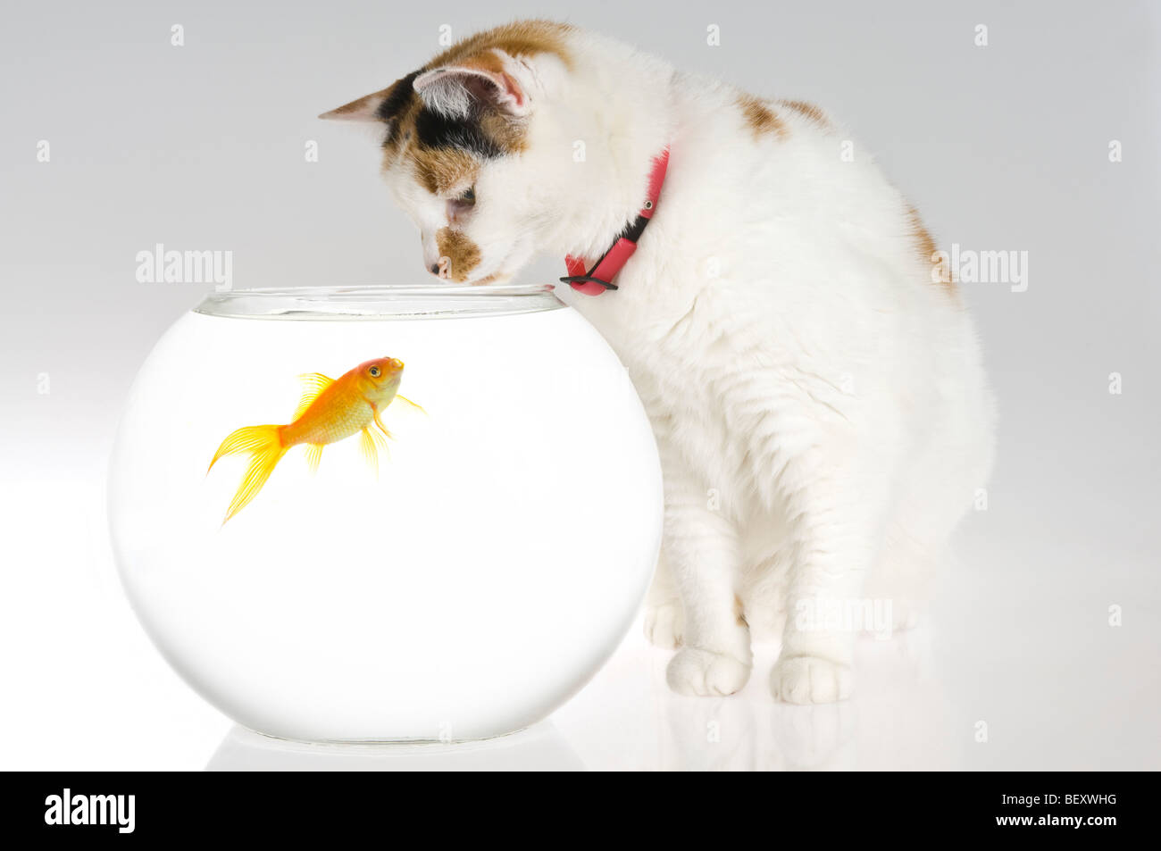 Cat next to bowl hi-res stock photography and images - Alamy