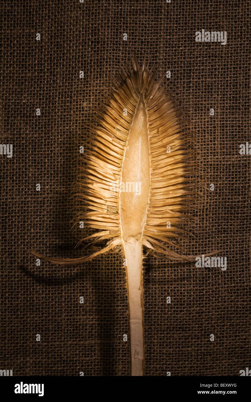 Teasel dried head hi-res stock photography and images - Alamy