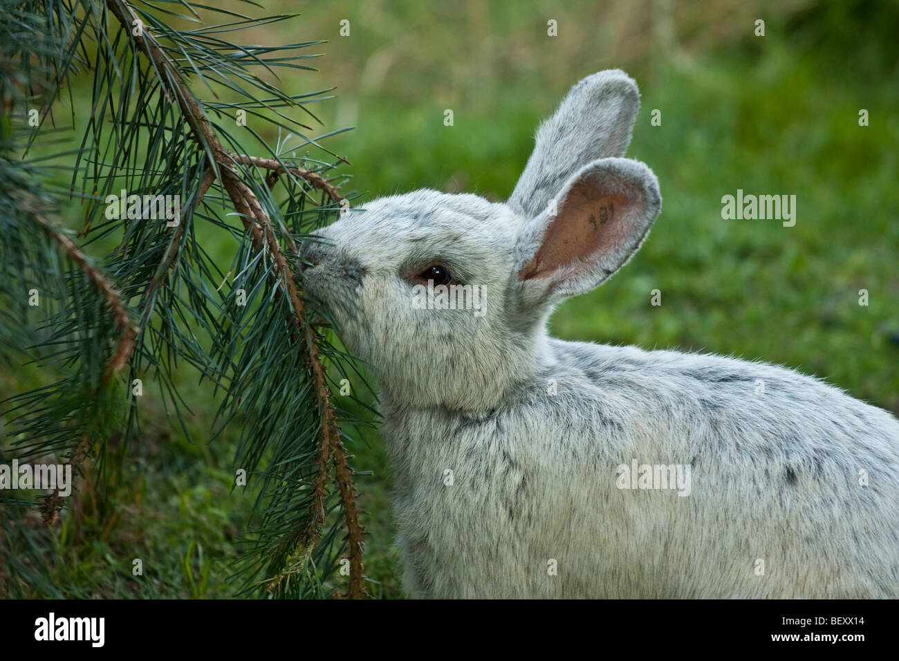 gray rabbit nibbles on a tree Stock Photo - Alamy