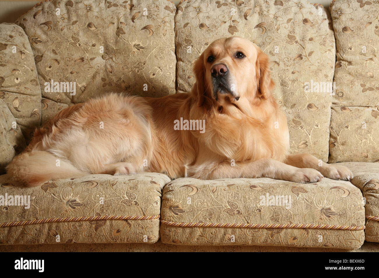 Animals golden retriever dog hi-res stock photography and images - Alamy