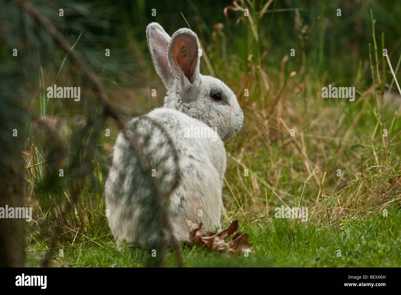 a gray dwarf rabbit is sitting in grass Stock Photo - Alamy