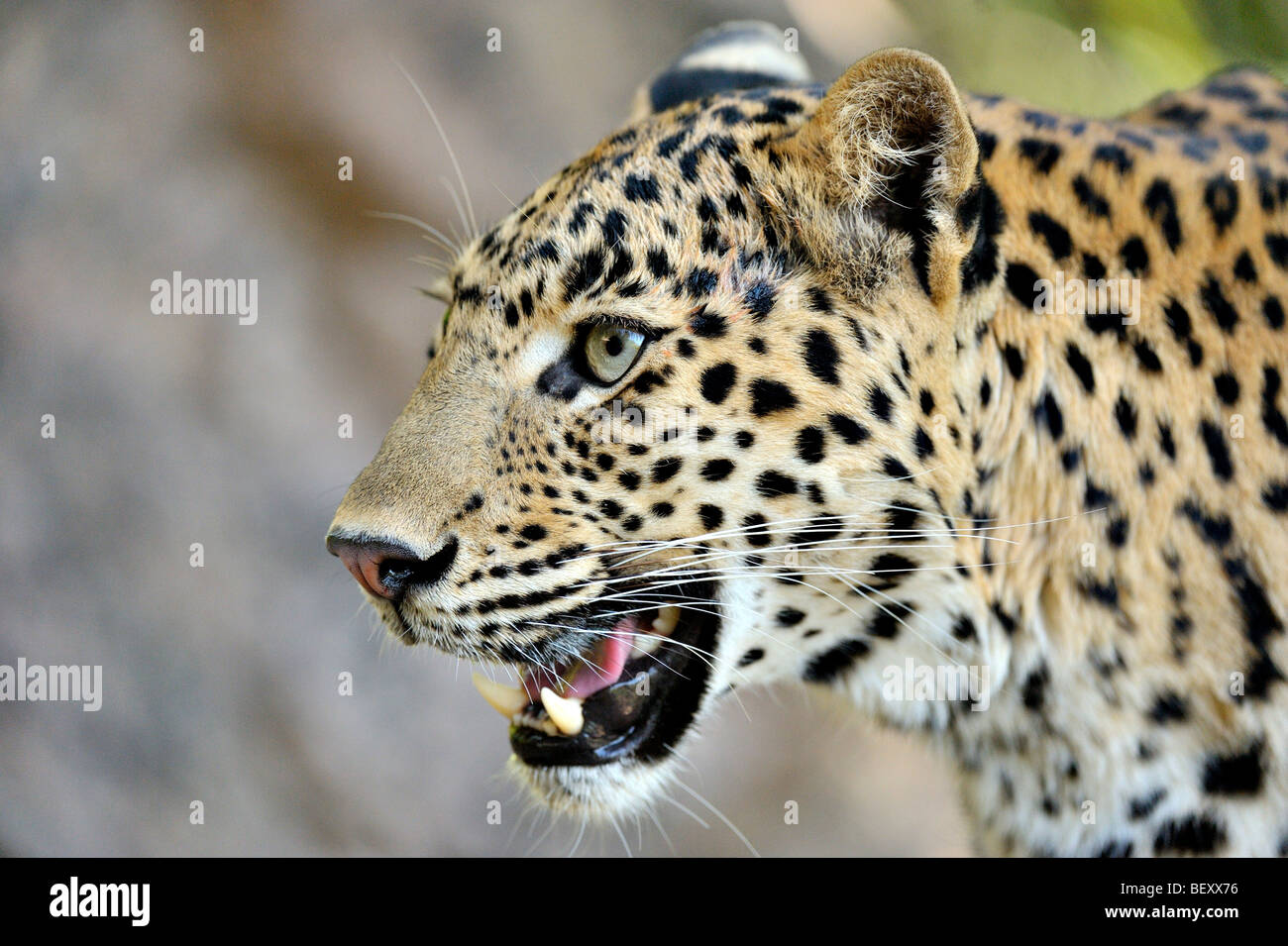Leopards head hi-res stock photography and images - Alamy