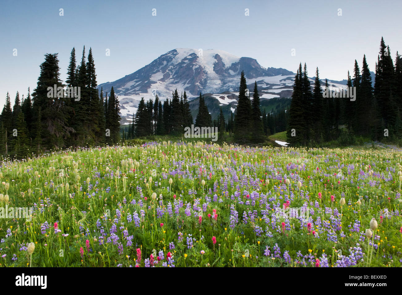 Summer Wildflowers, Paradise Area, Mount Rainier National Park ...