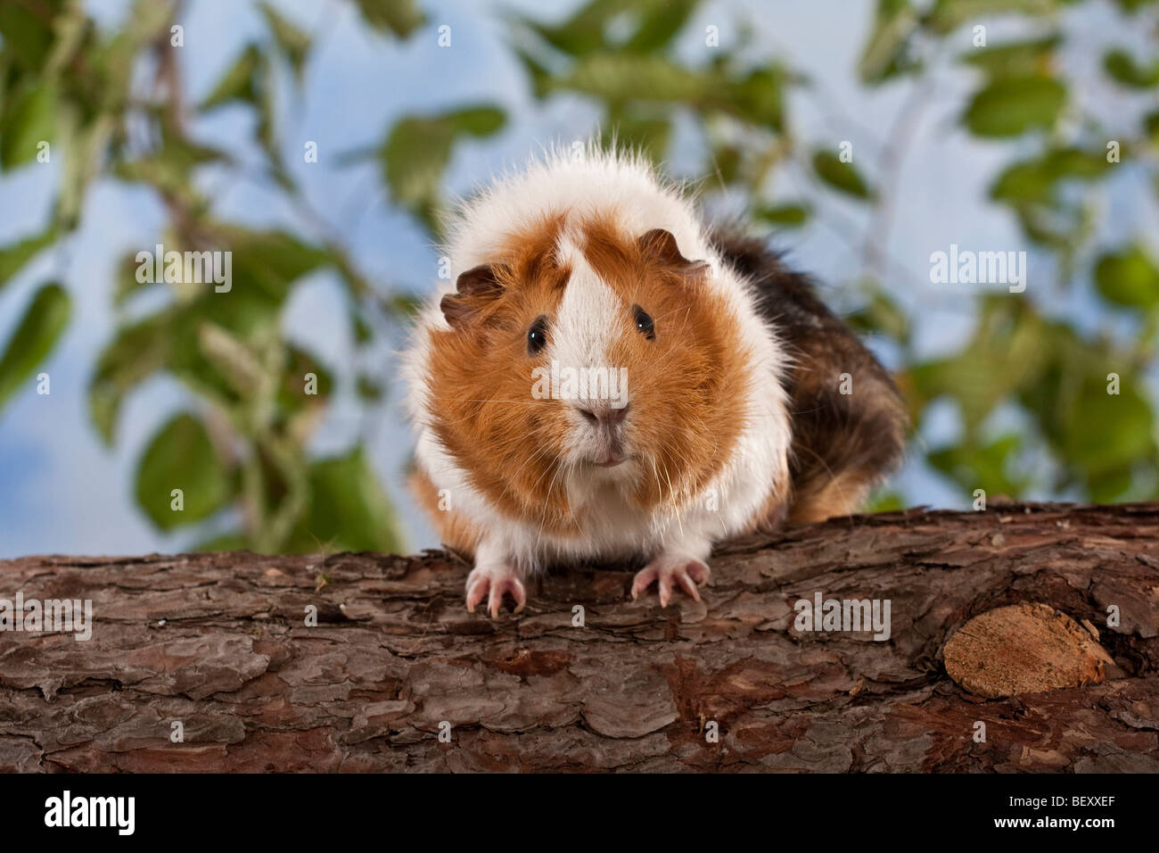 Guinea pig studio hi-res stock photography and images - Alamy