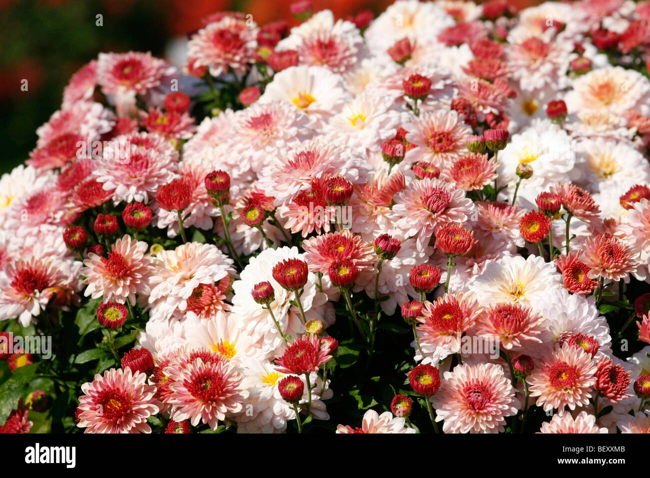 Chrysanthemum multiflora hi-res stock photography and images - Alamy