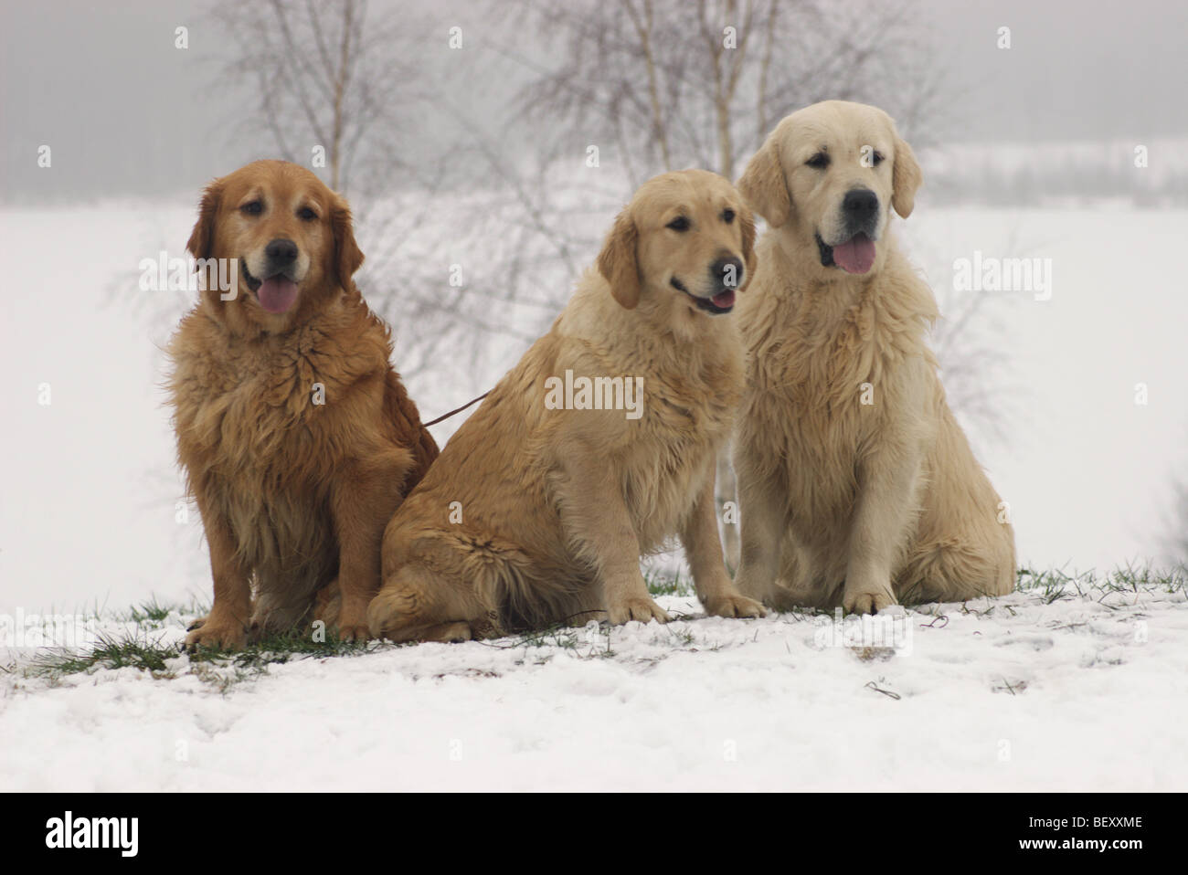 Three golden retrievers hi-res stock photography and images - Alamy