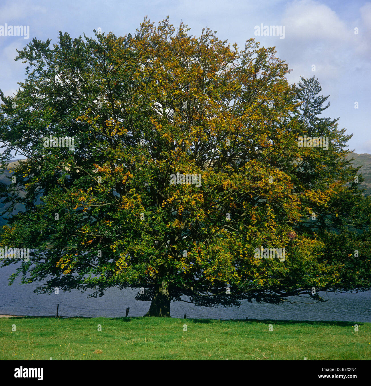 Common oak tree Stock Photo - Alamy