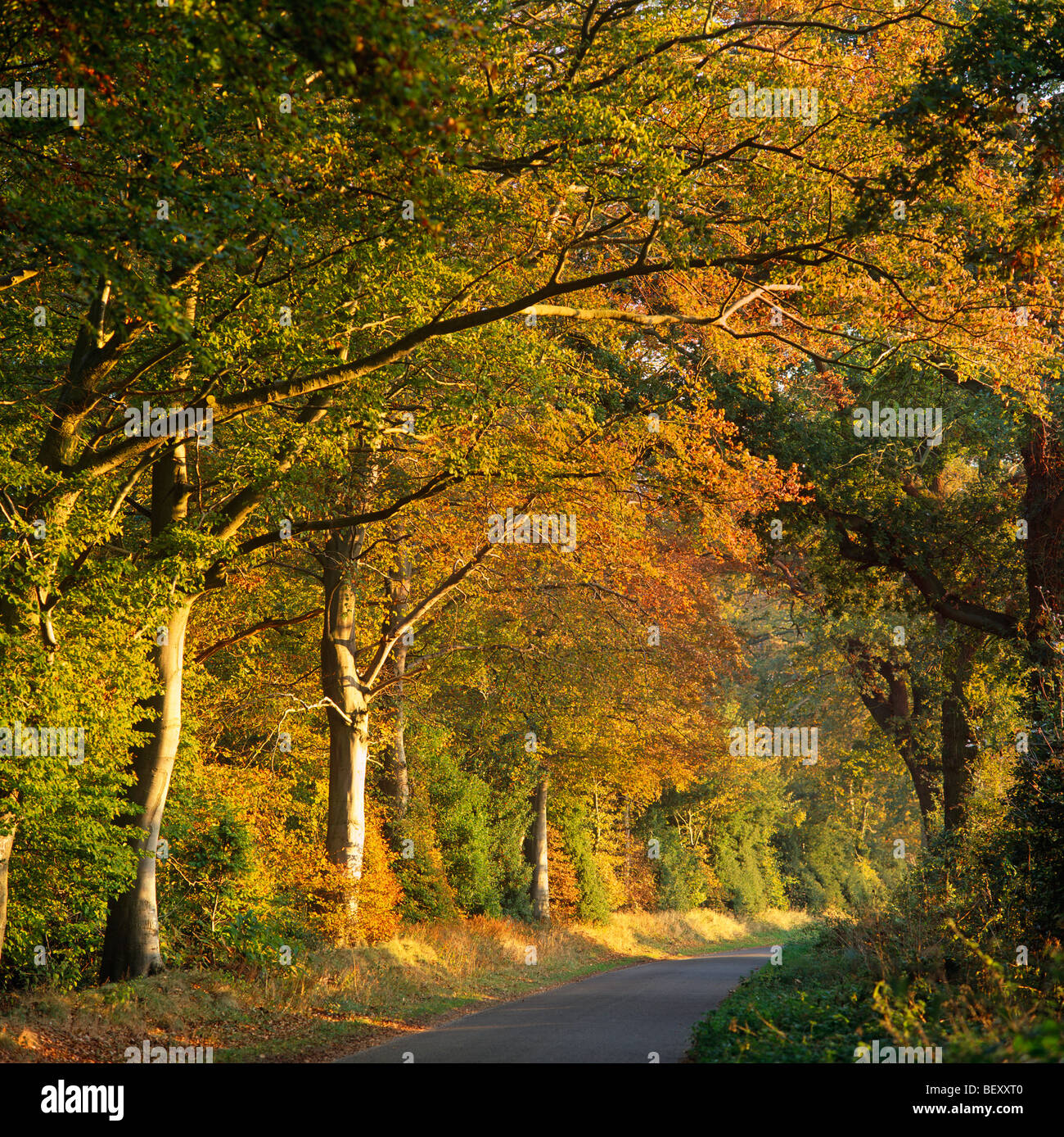 Autumn near Holt, Norfolk, UK Stock Photo - Alamy